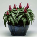 Top 15 Indoor Flowering Plants | LivingHours