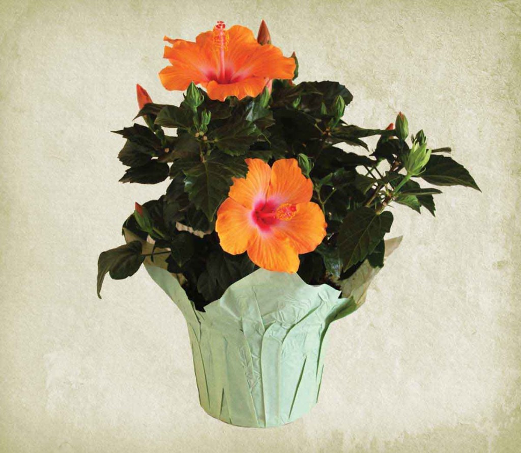 Top 15 Indoor Flowering Plants | LivingHours