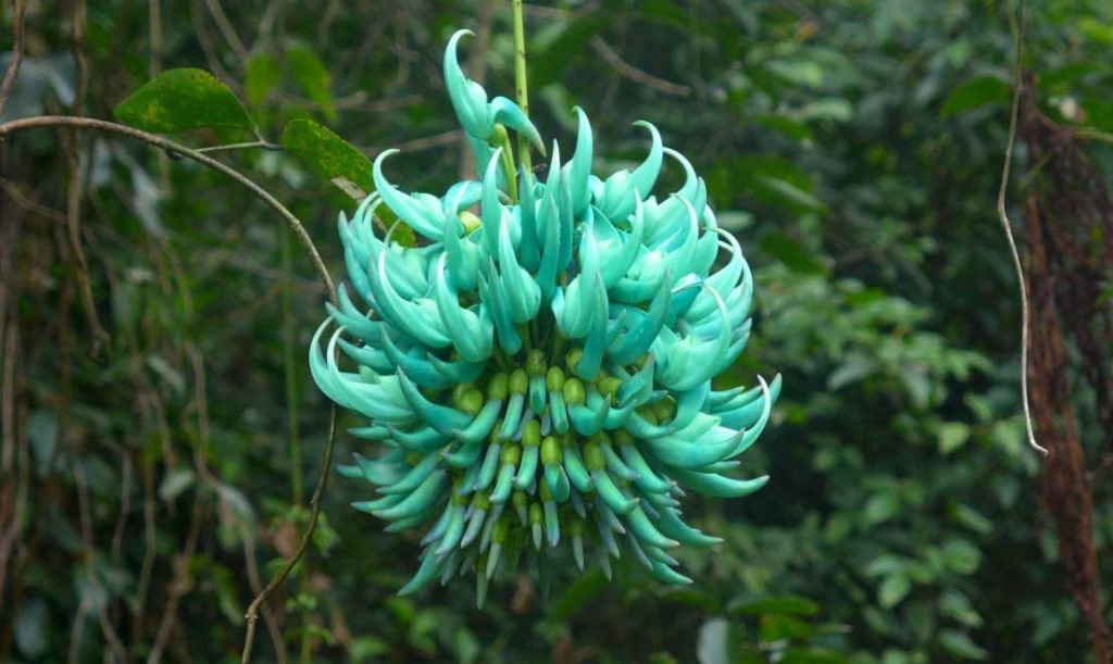 Top 10 Most Incredibly Rare Flowers in The World | LivingHours
