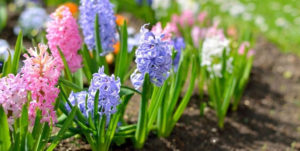 9 Easter Flowers That You Must Use in Easter Flower Arrangements