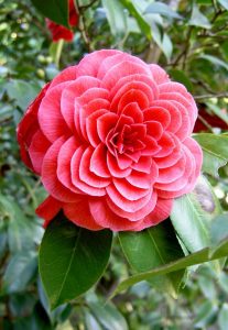 Top 10 Most Incredibly Rare Flowers in The World | LivingHours